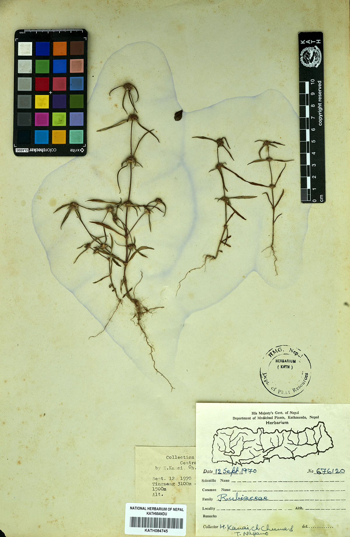 Plant Database System | Herbarium & Plant Laboratories (KATH)