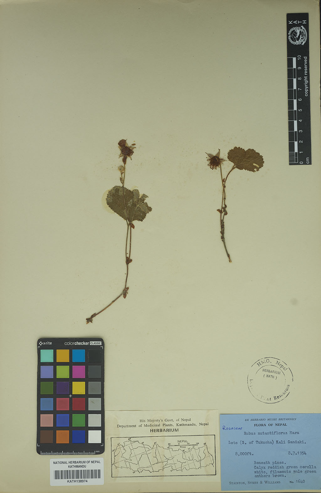 Plant Database System | Herbarium & Plant Laboratories (KATH)